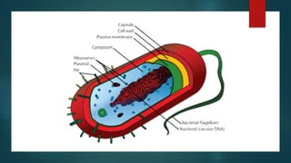 Bacterial cell structure. | PPT
