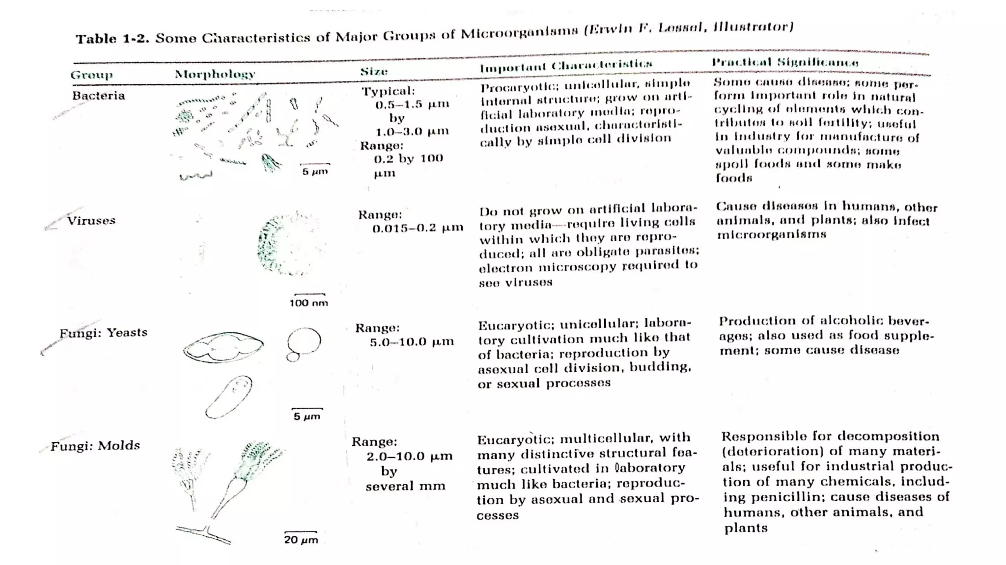 1. bacteria and prokaryotes | PPT