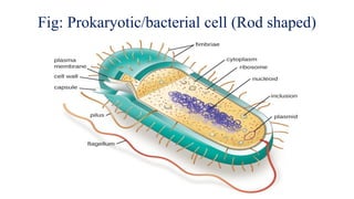 1. bacteria and prokaryotes | PDF