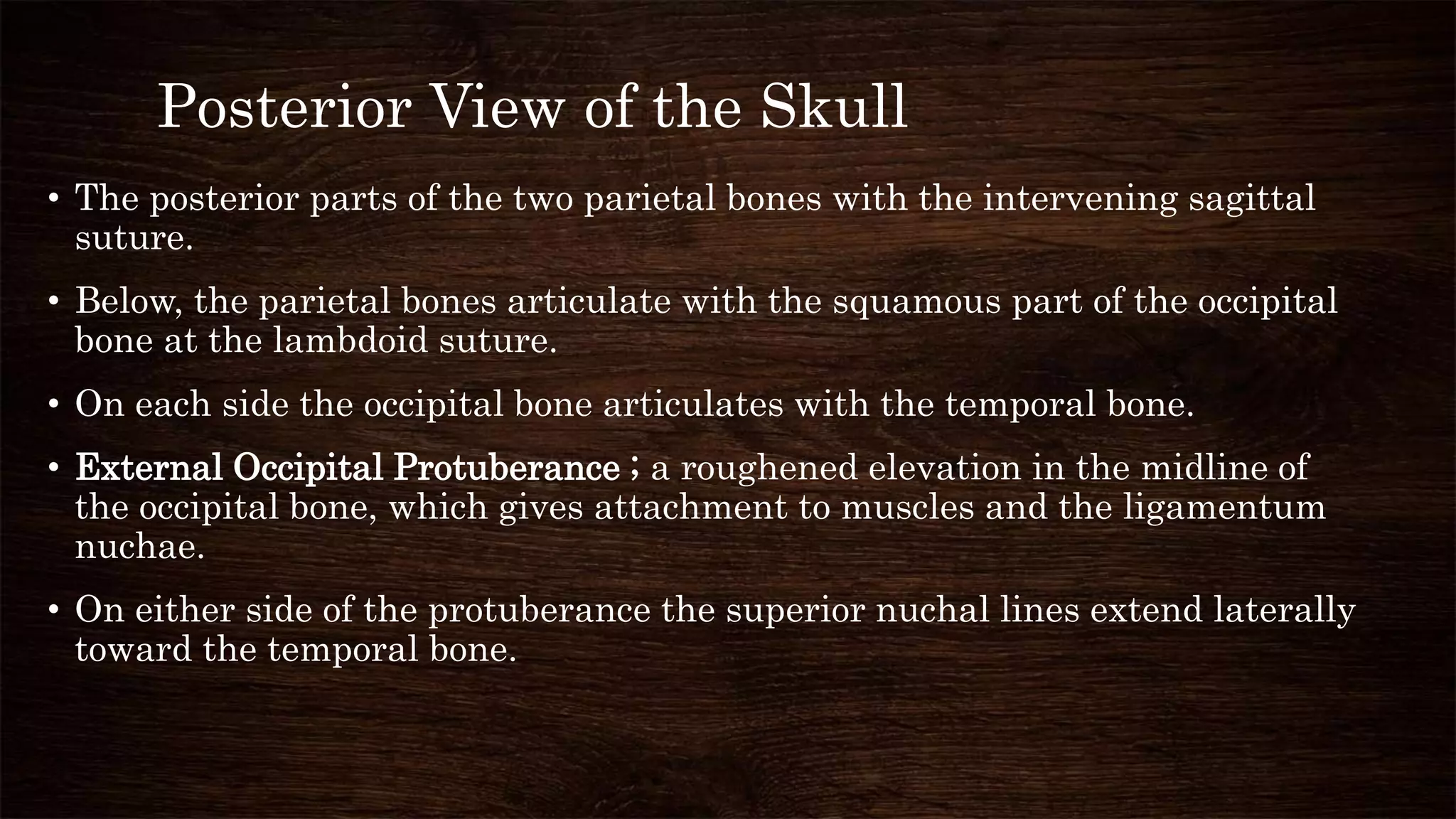 Basic Skull Anatomy | PPTX