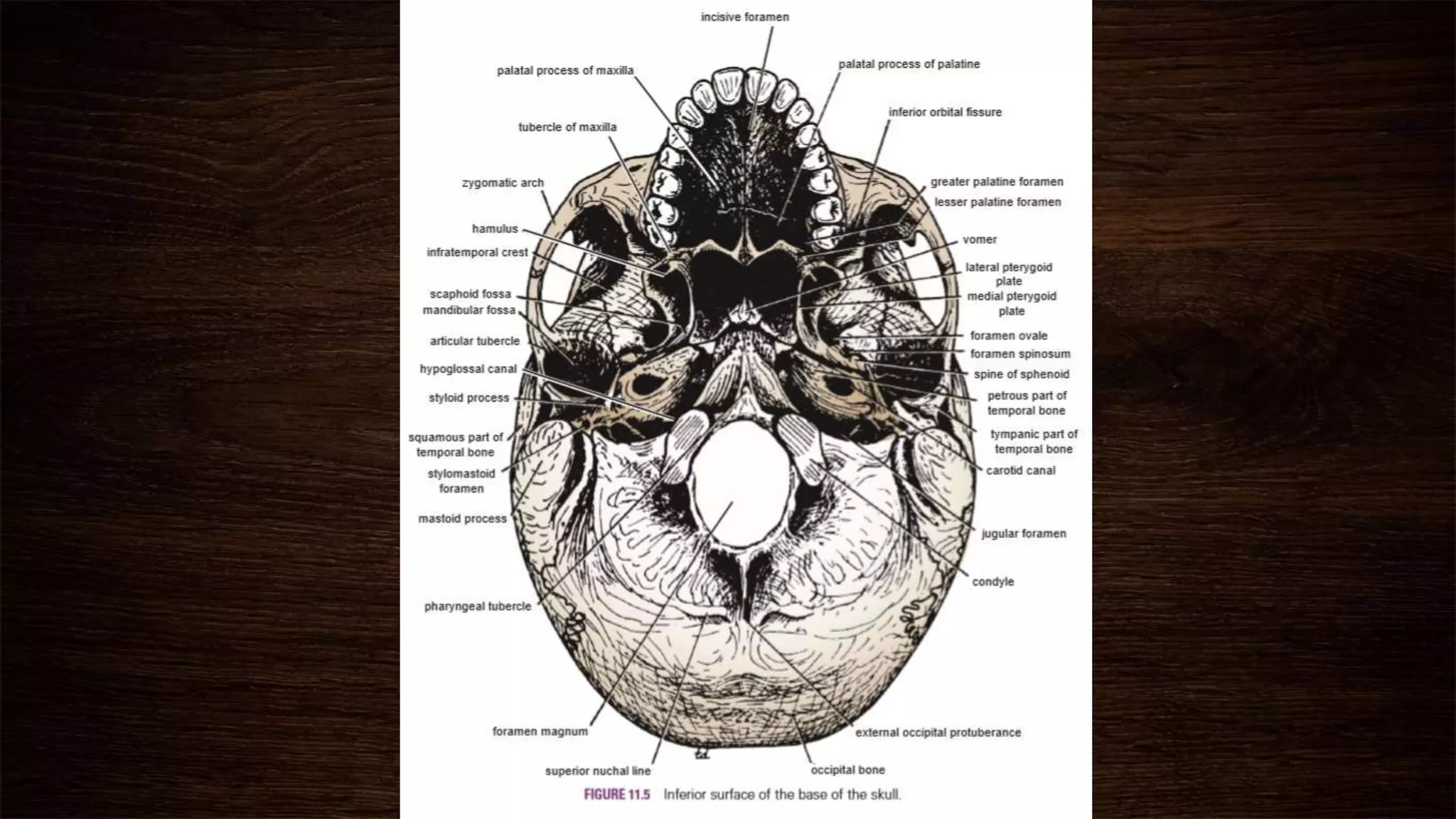 Basic Skull Anatomy | PPTX