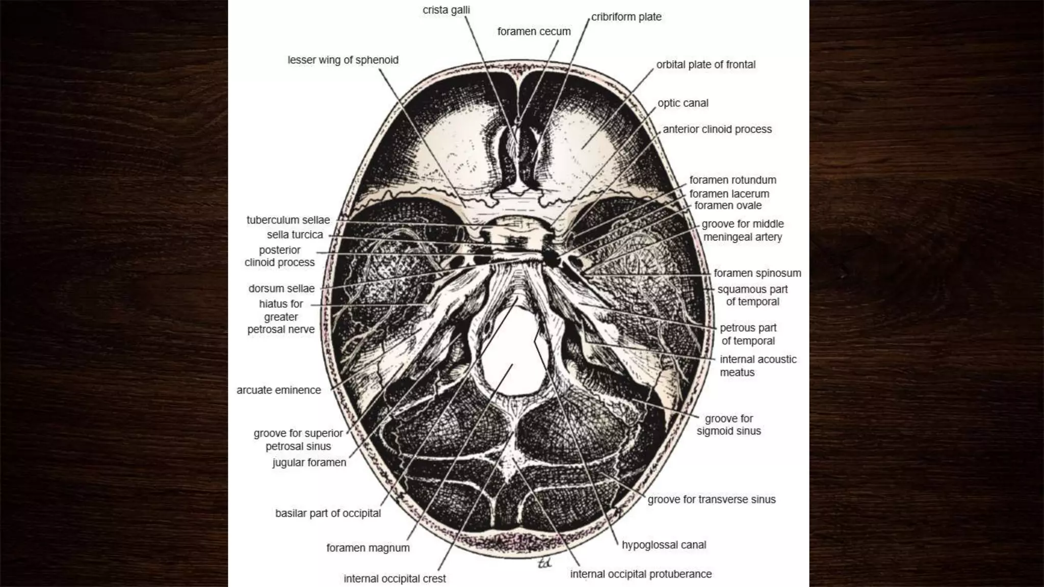 Basic Skull Anatomy | PPTX