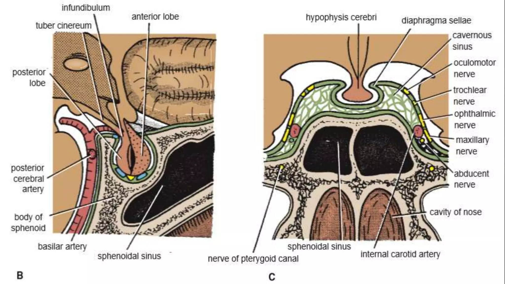 Basic Skull Anatomy | PPTX