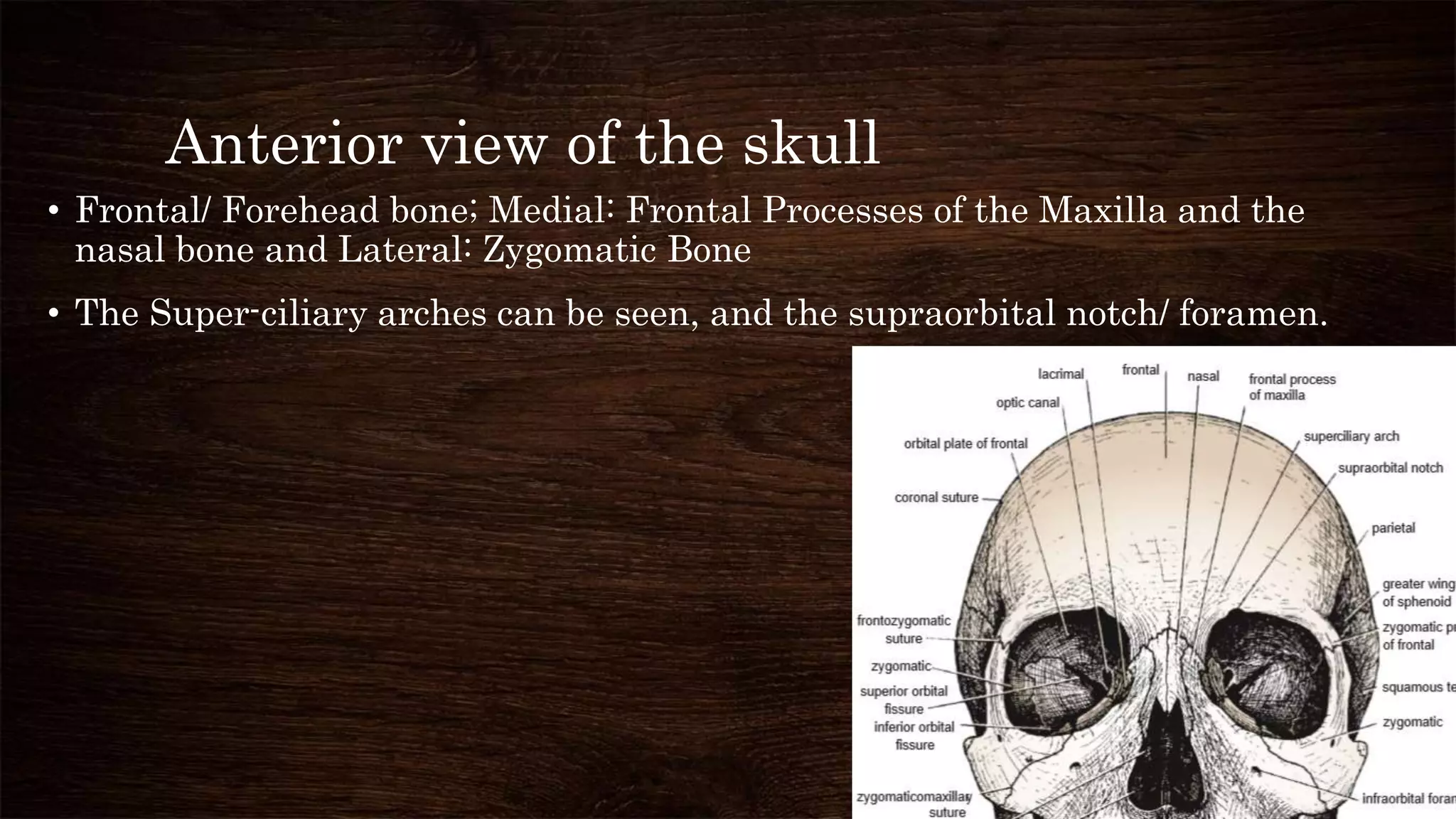 Basic Skull Anatomy | PPTX