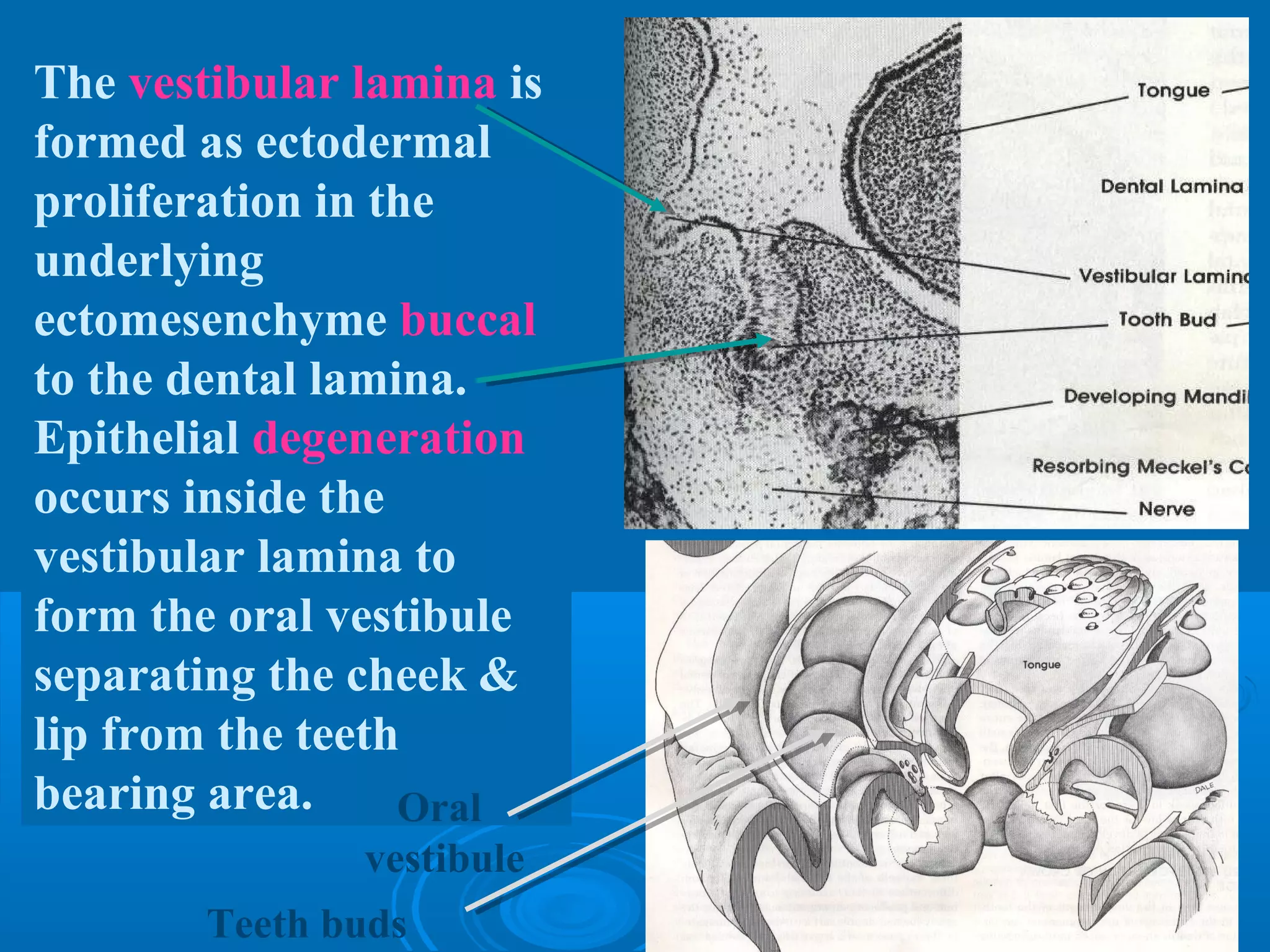 Oral Histology "tooth development" | PPT