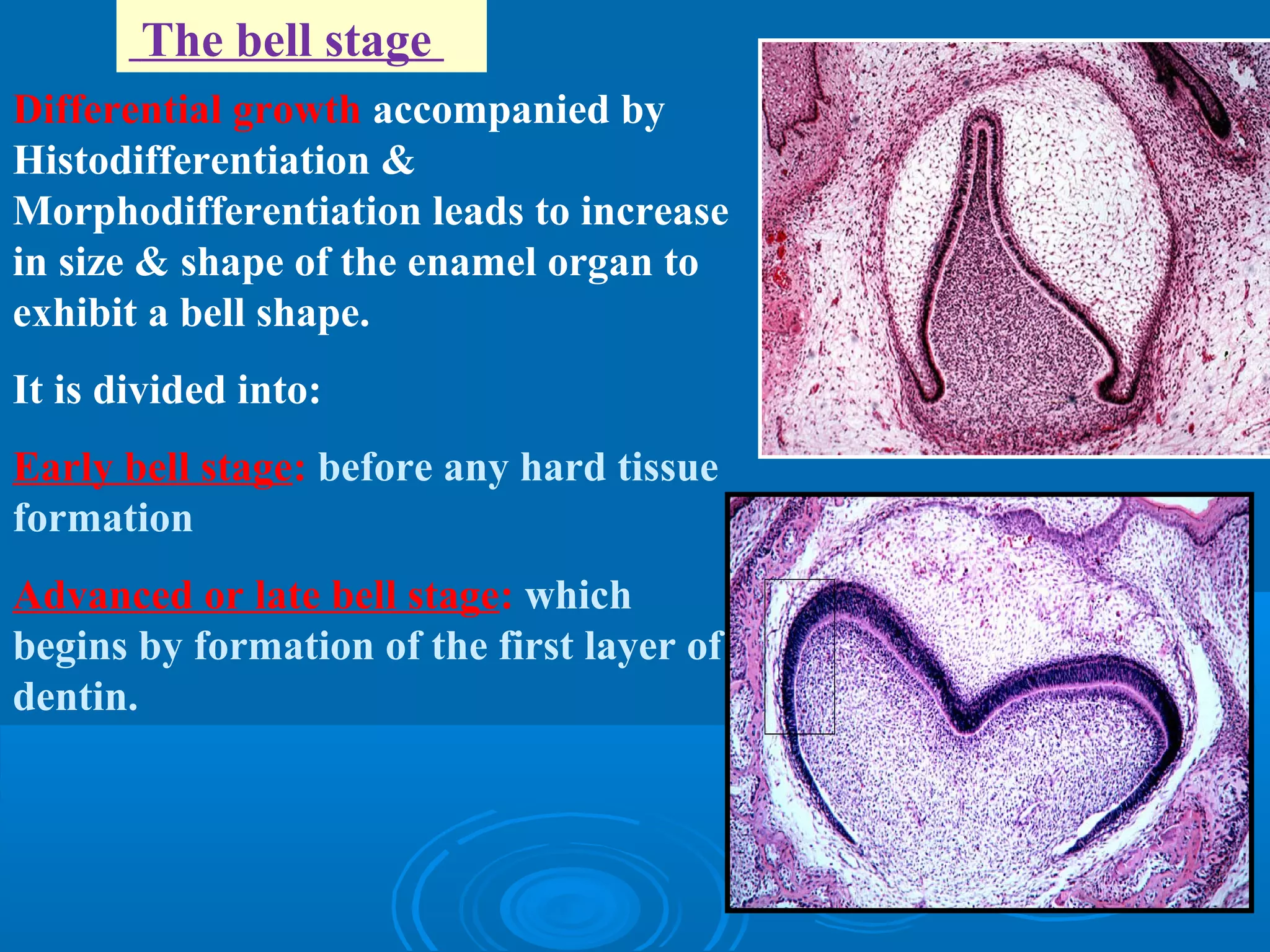Oral Histology "tooth development" | PPT