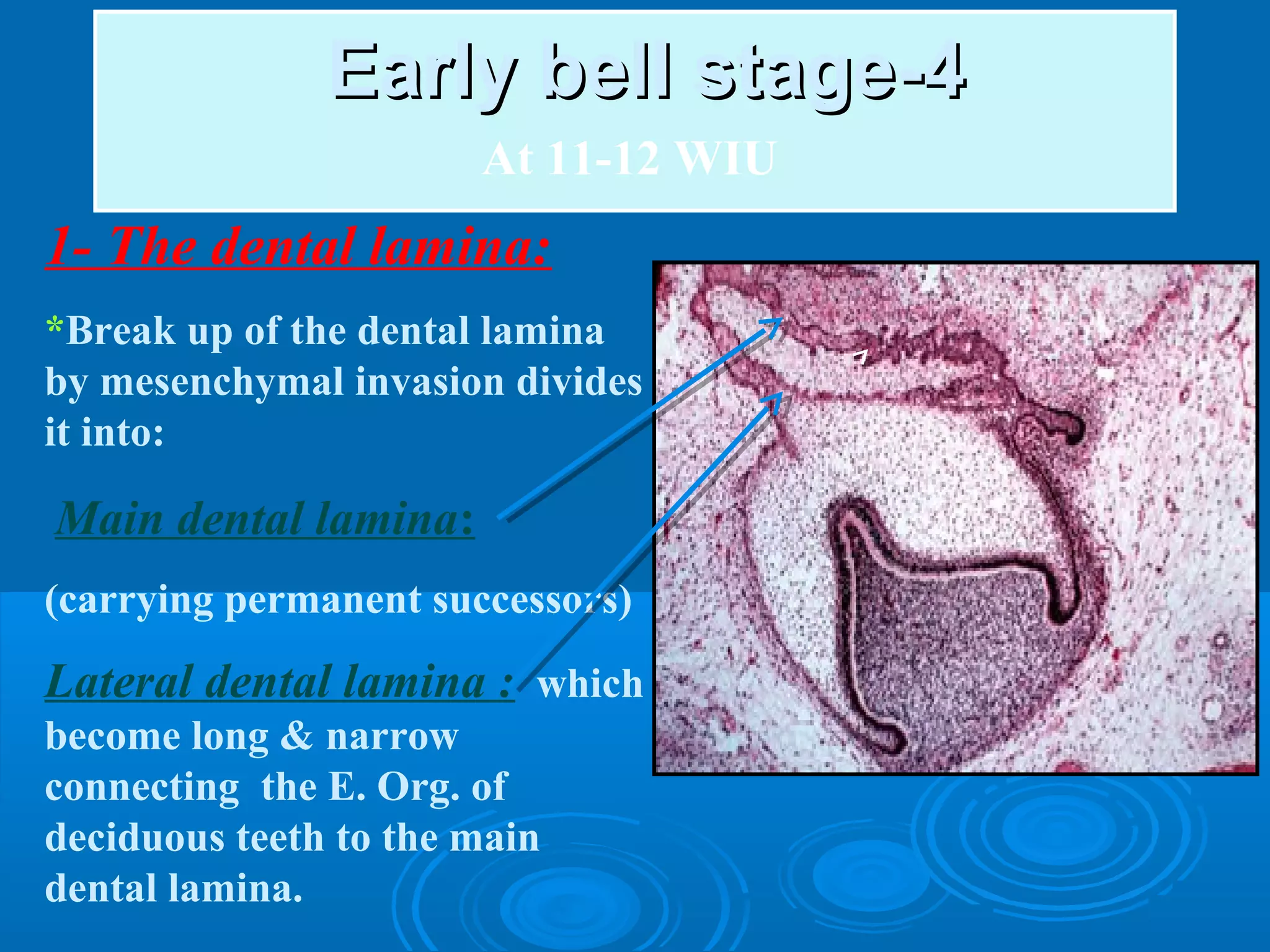 Oral Histology "tooth development" | PPT