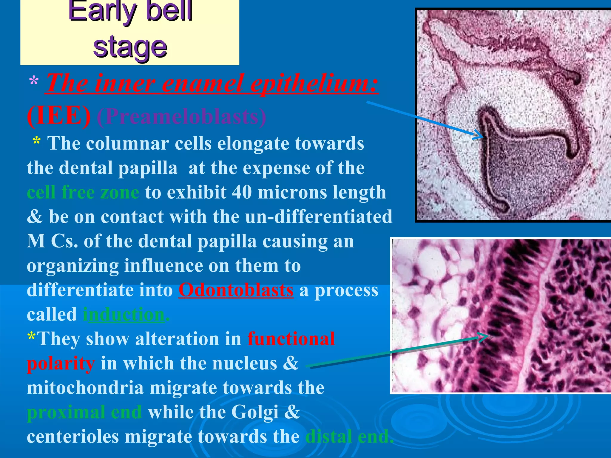 Oral Histology "tooth development" | PPT