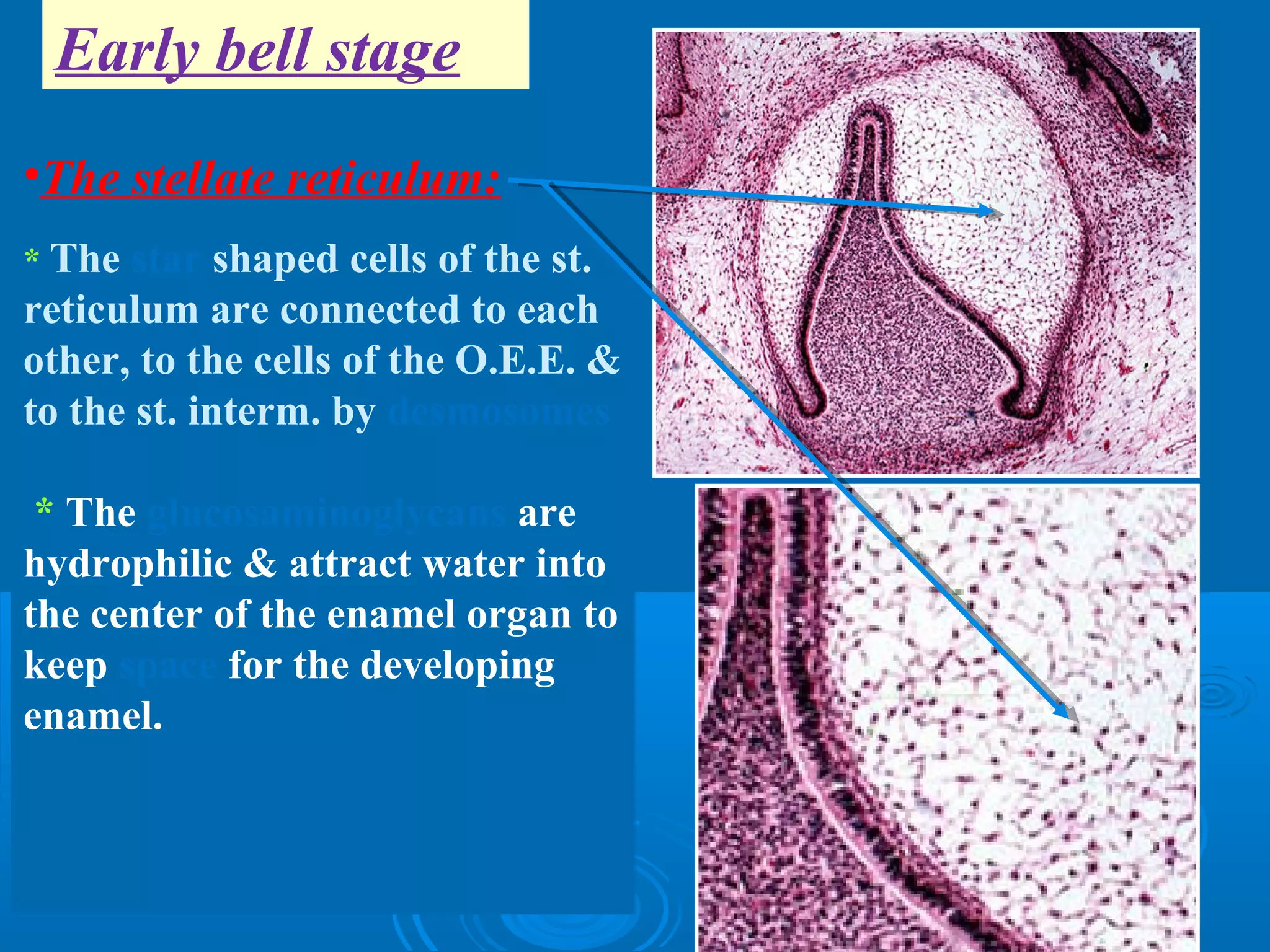 Oral Histology "tooth development" | PPT