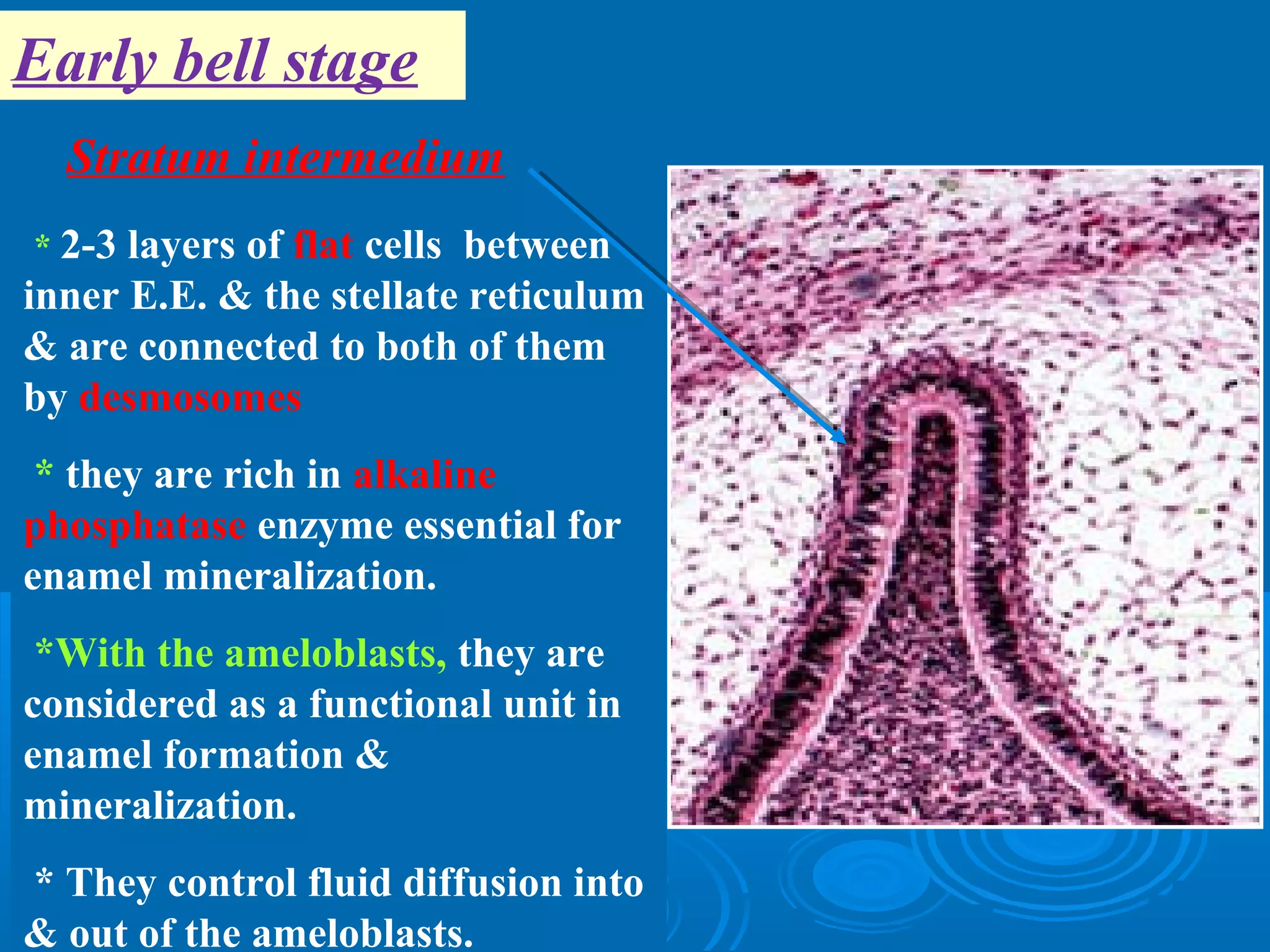 Oral Histology "tooth development" | PPT