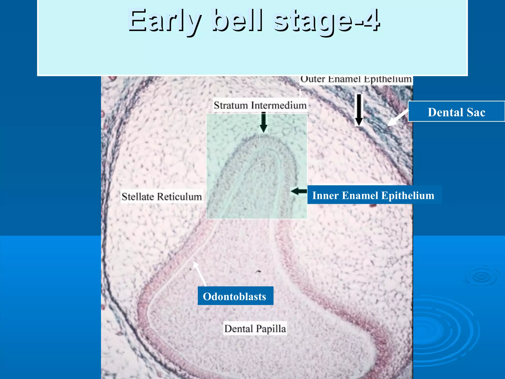Oral Histology "tooth development" | PPT