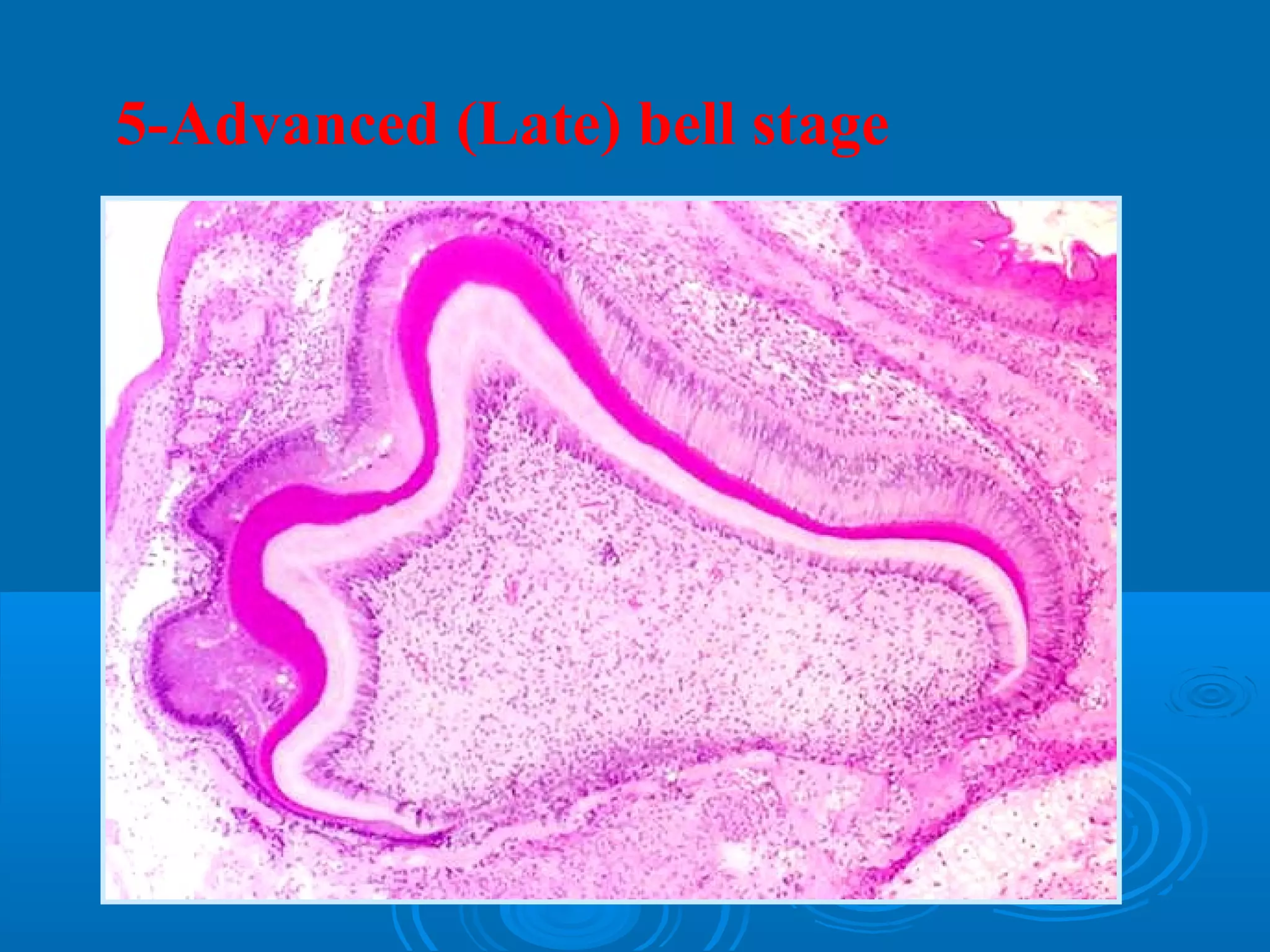 Oral Histology "tooth development" | PPT