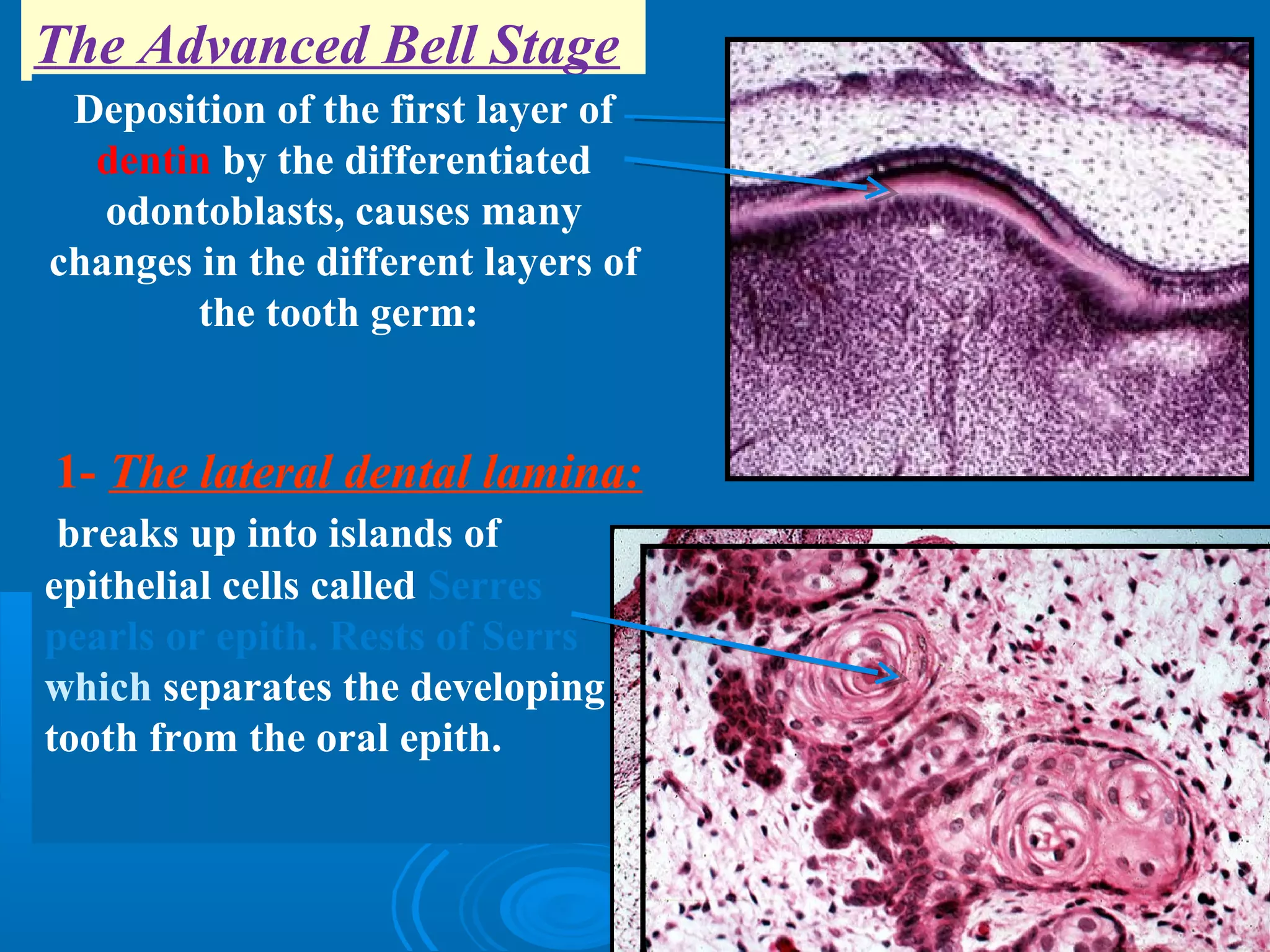 Oral Histology "tooth development" | PPT