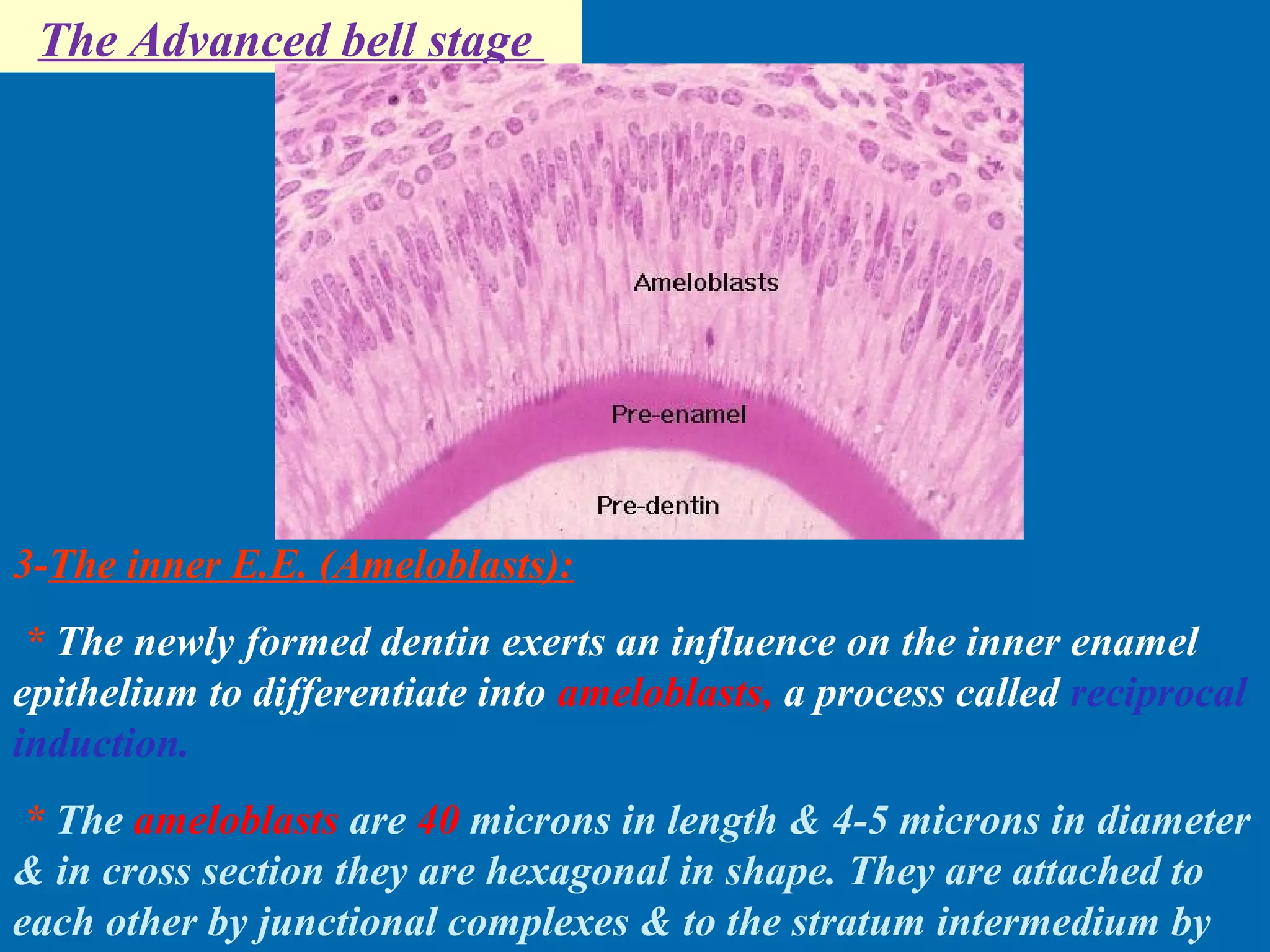 Oral Histology "tooth development" | PPT