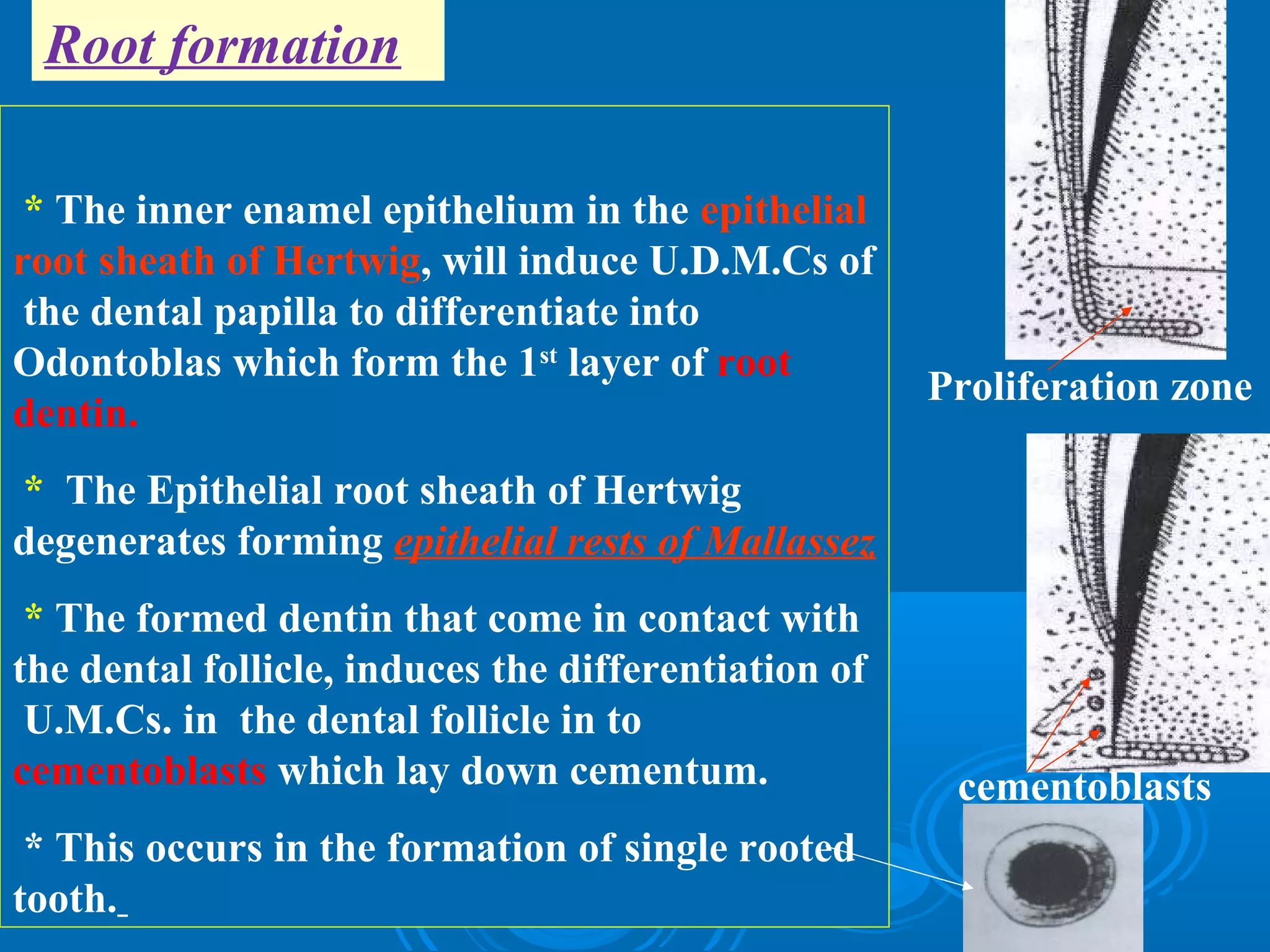 Oral Histology "tooth development" | PPT