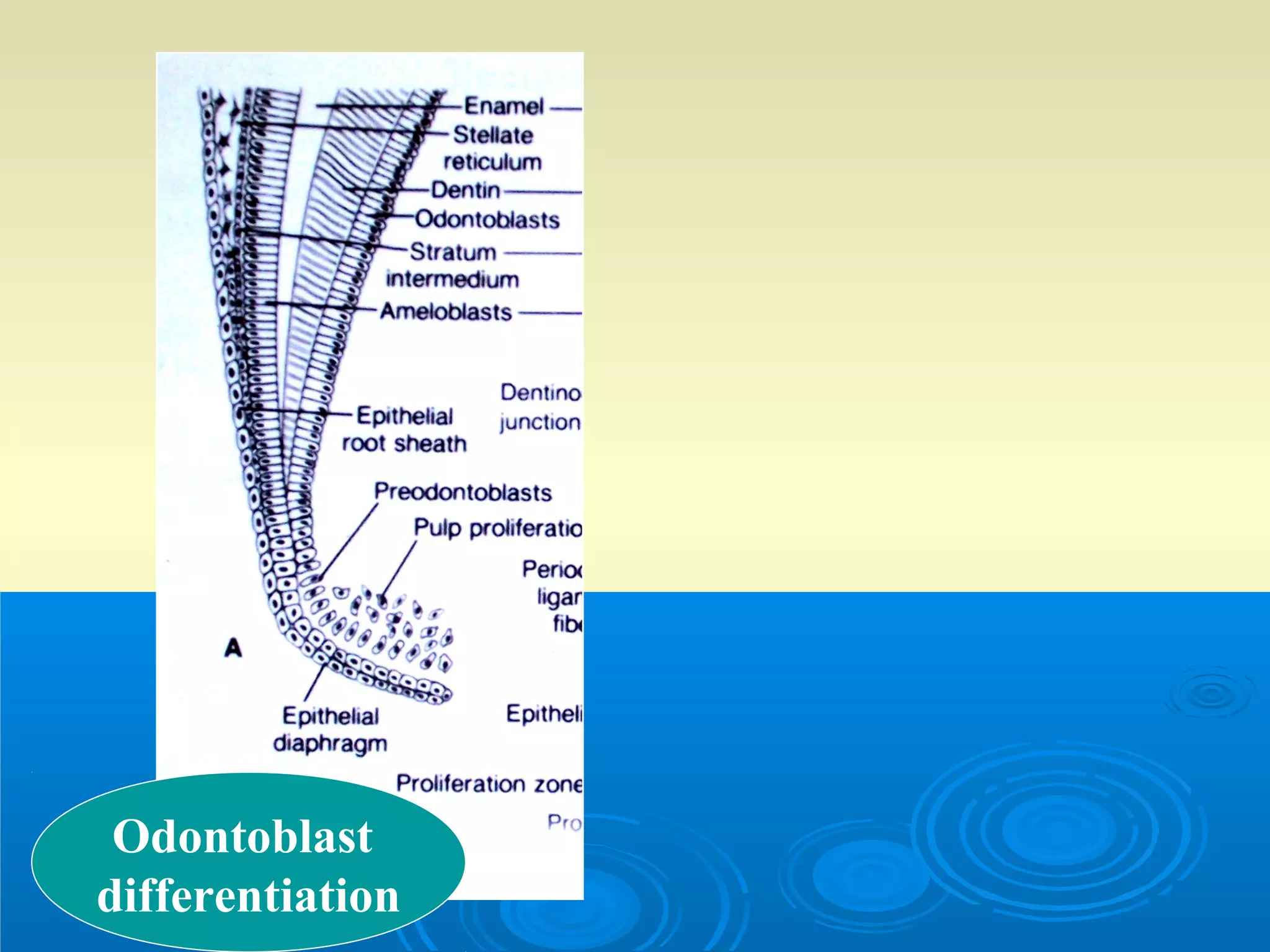 Oral Histology "tooth development" | PPT