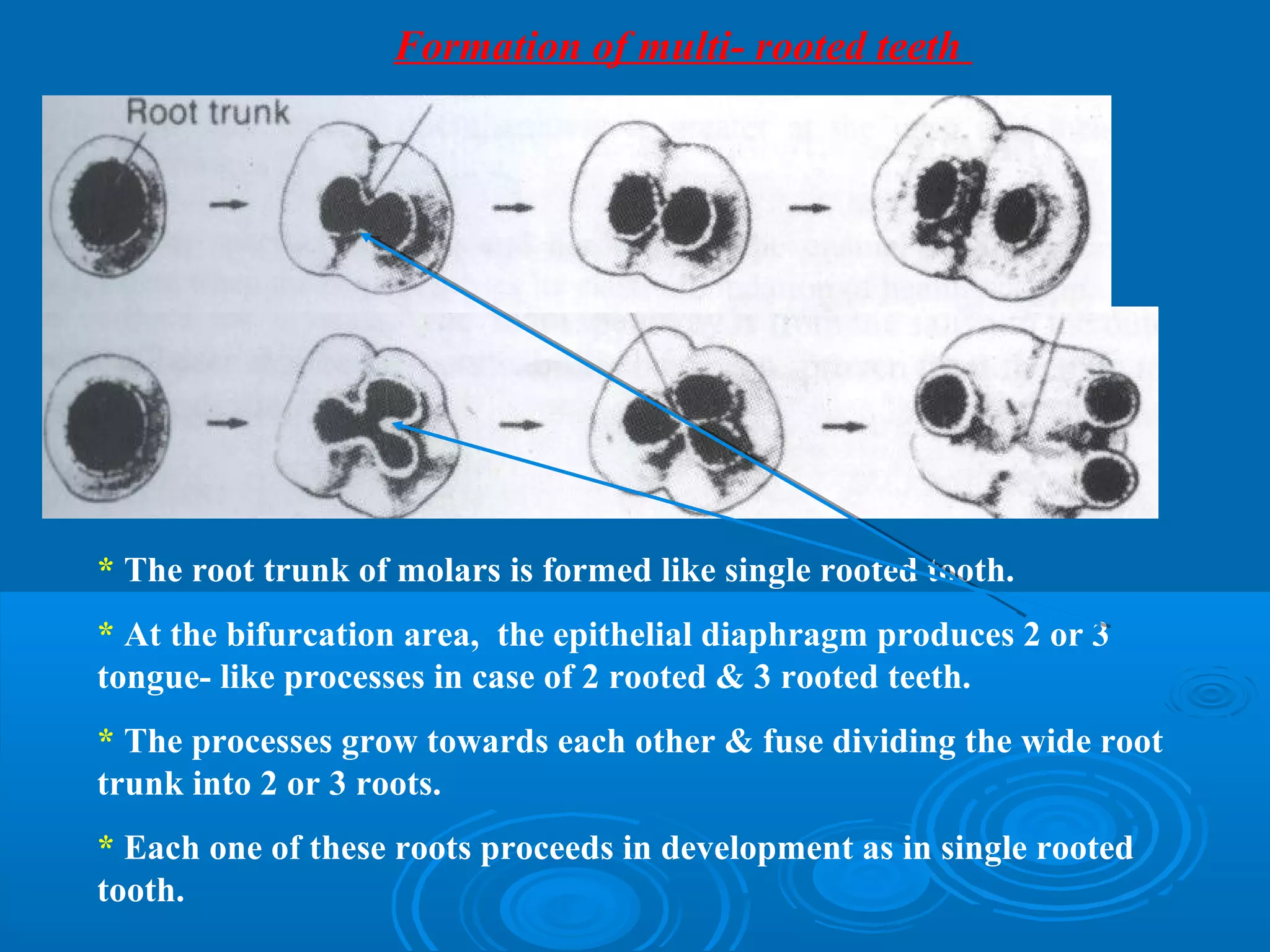 Oral Histology "tooth development" | PPT