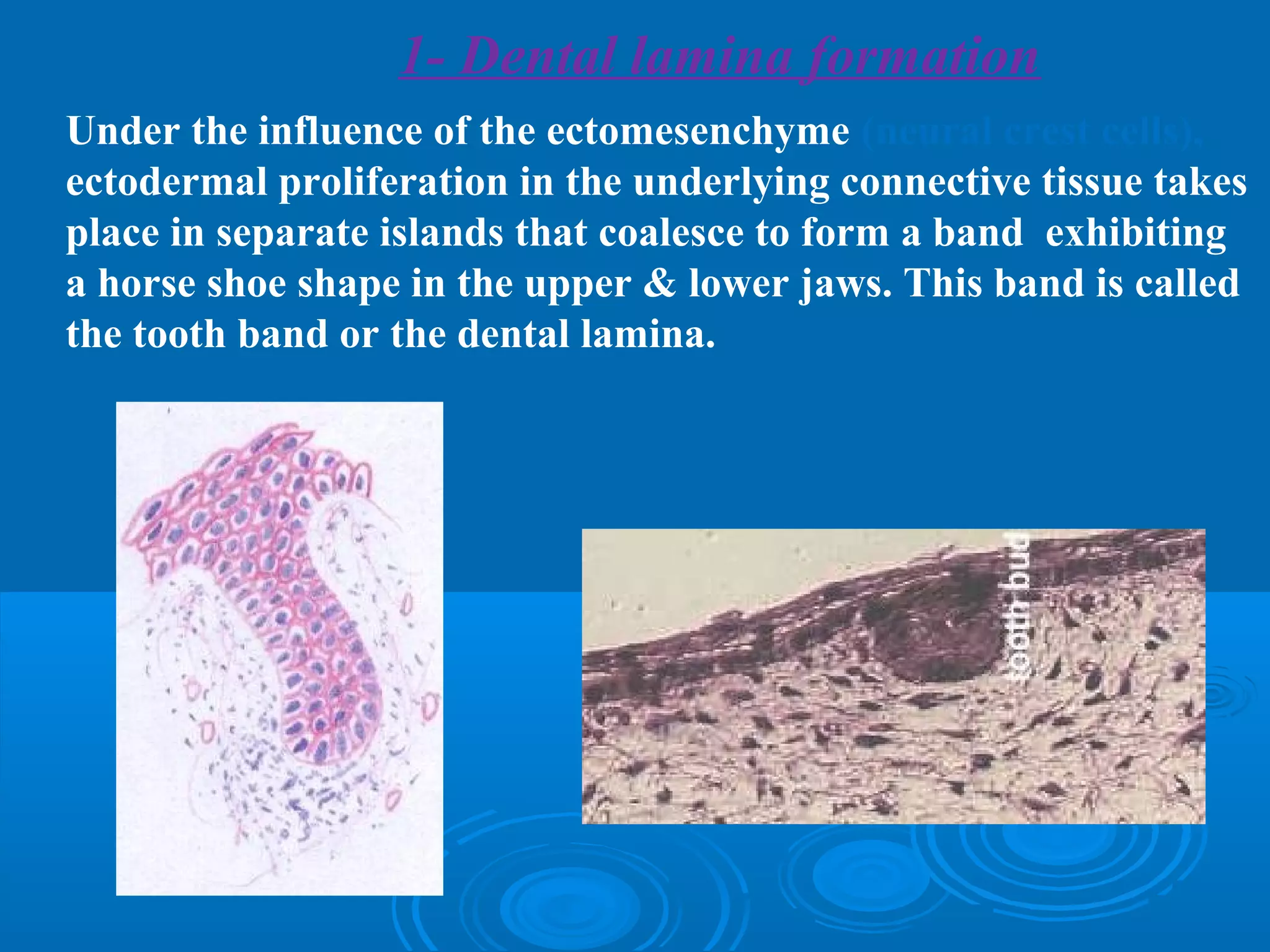 Oral Histology "tooth development" | PPT