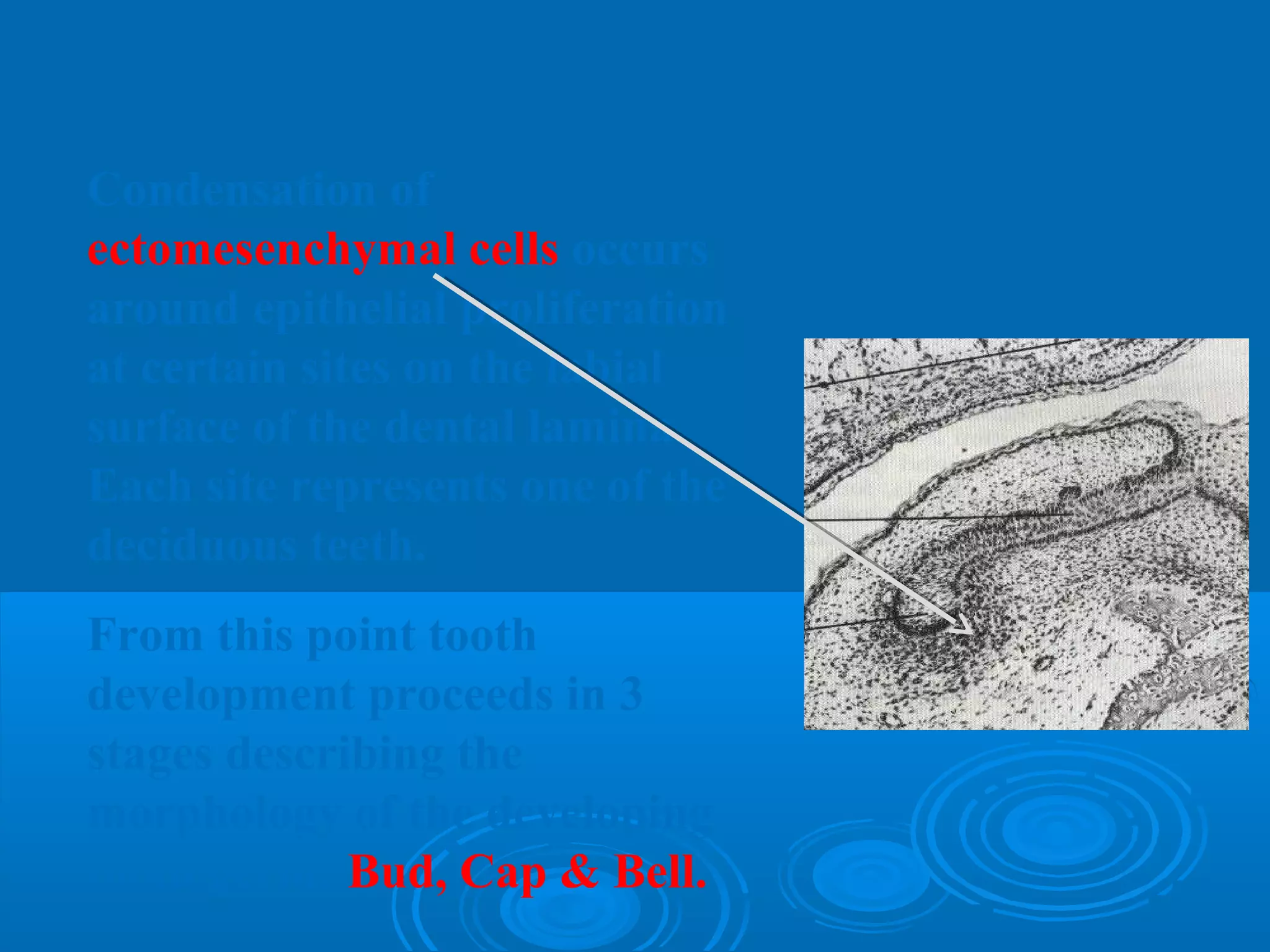Oral Histology "tooth development" | PPT