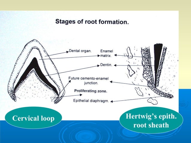 Oral Histology "tooth development" | PPT