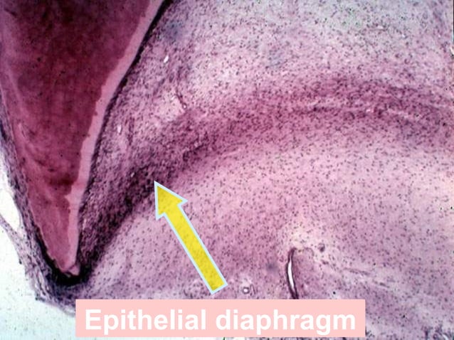 Oral Histology "tooth development" | PPT