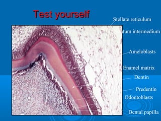 Tooth Histology Labeled