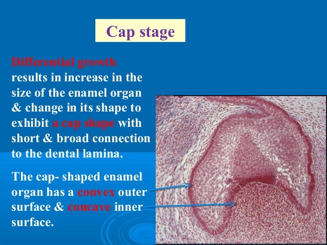 Oral Histology "tooth development"