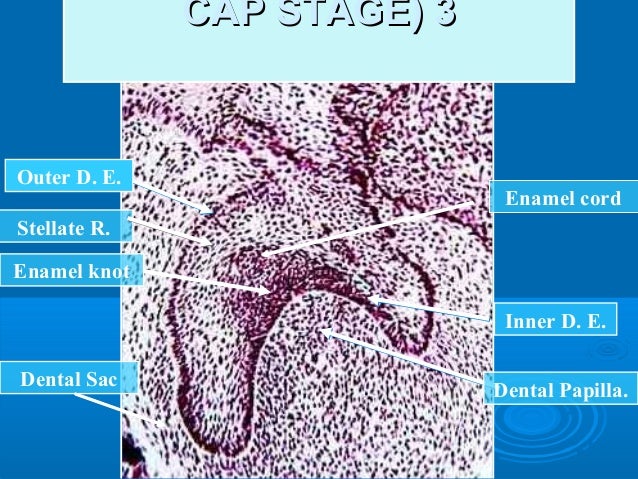 Oral Histology "tooth development"