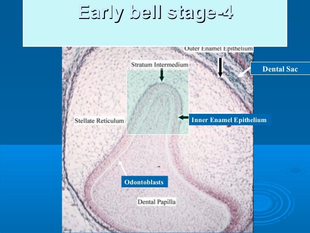 Oral Histology "tooth development"