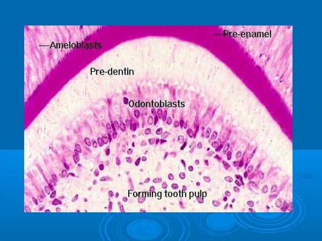 Oral Histology "tooth development"
