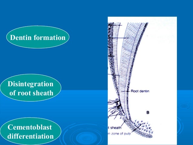 Oral Histology "tooth development"