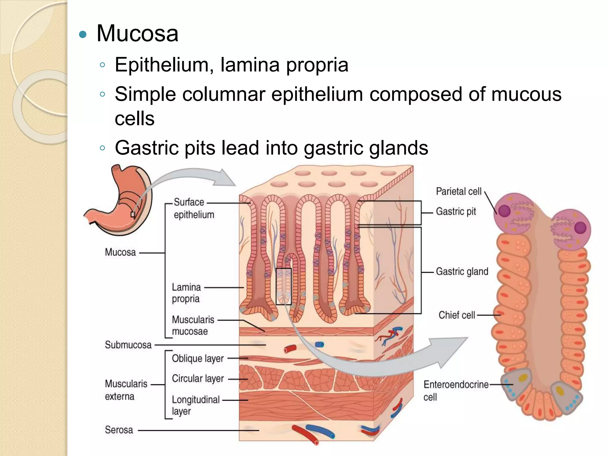 1.1 stomach and duodenum | PPT