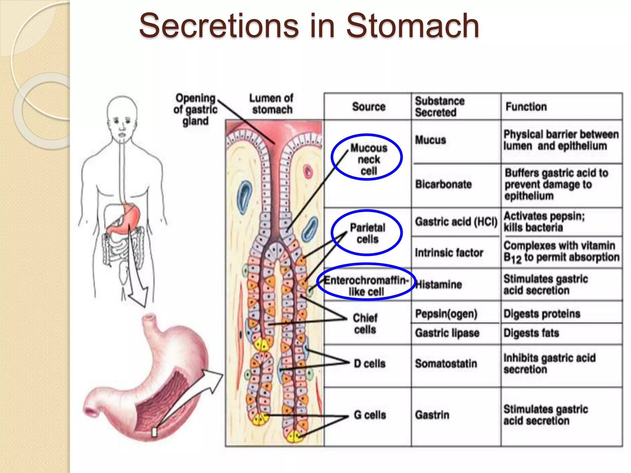 1.1 stomach and duodenum | PPT