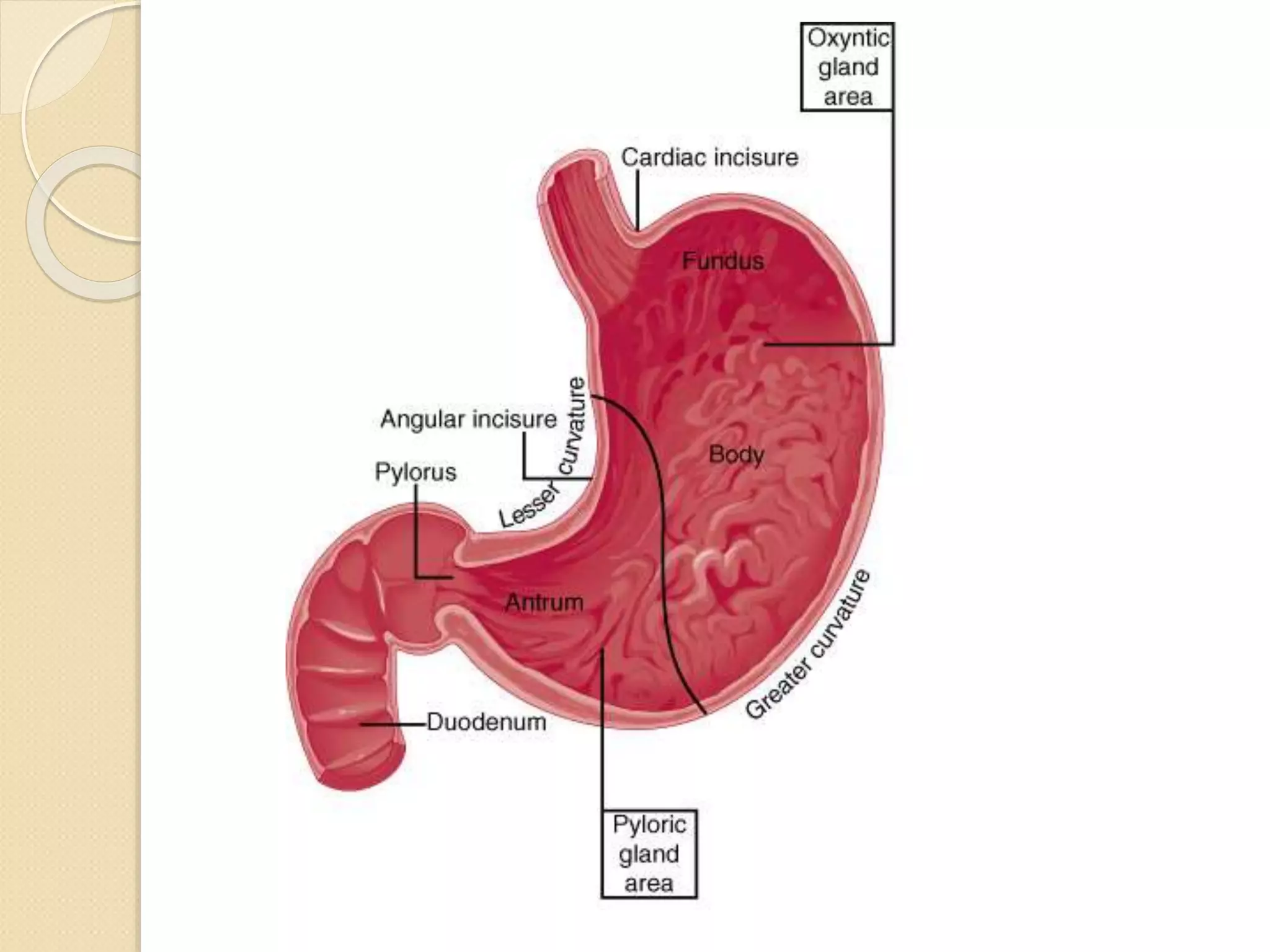1.1 stomach and duodenum | PPT