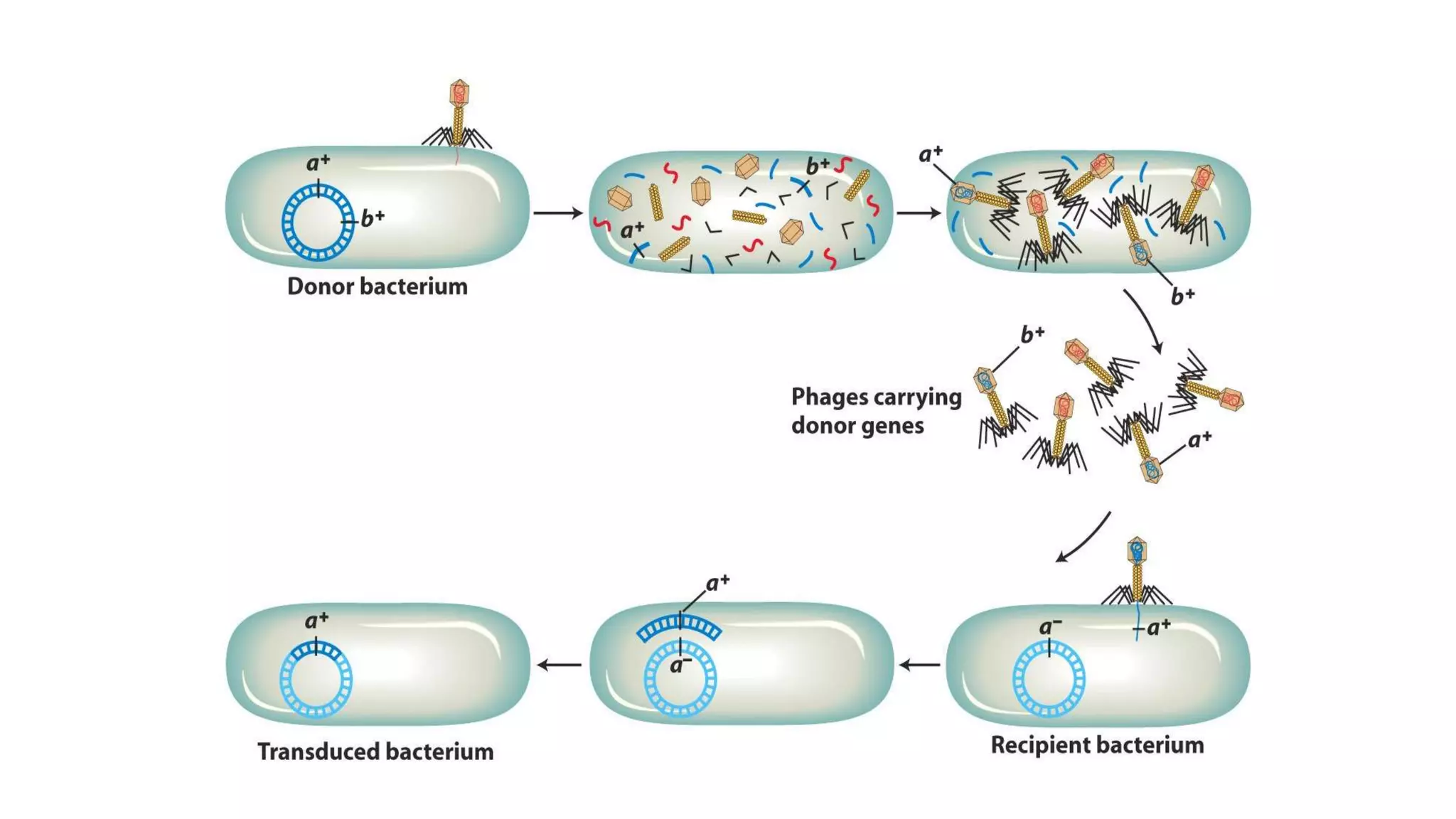 Gene transfer mechanisms in bacteria | PPT