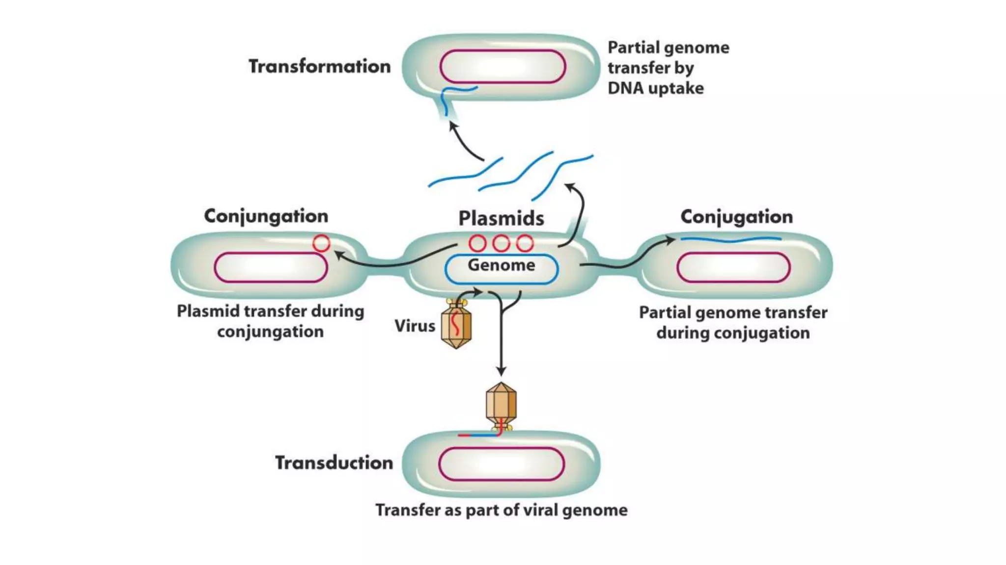 Gene transfer mechanisms in bacteria | PPT