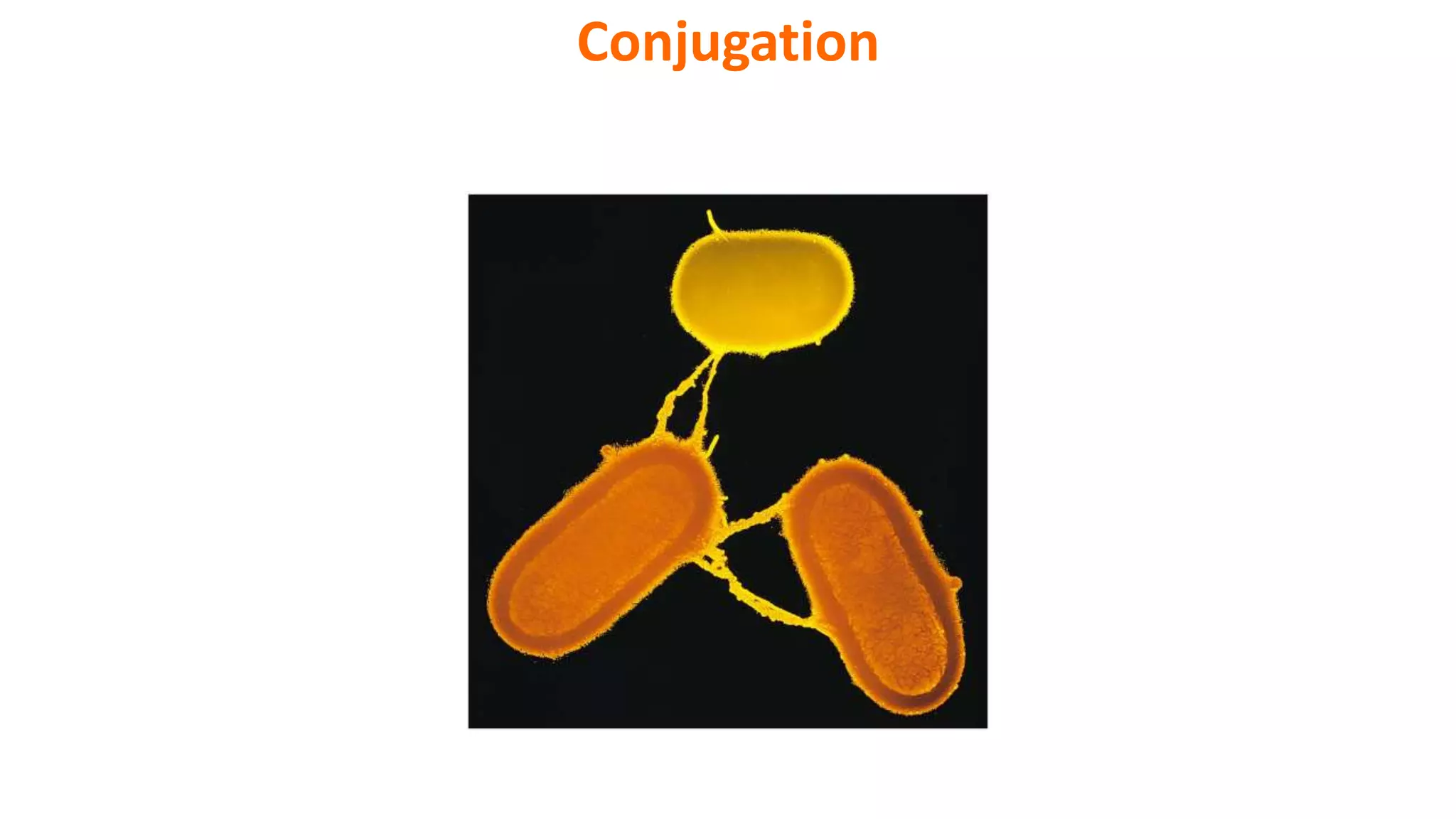 Gene transfer mechanisms in bacteria | PPT