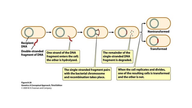 Gene transfer mechanisms in bacteria | PPT