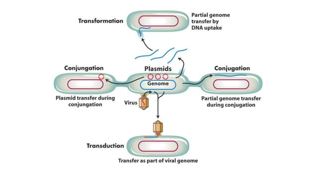Gene transfer mechanisms in bacteria | PPT