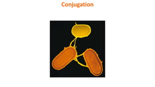 Gene transfer mechanisms in bacteria | PPT