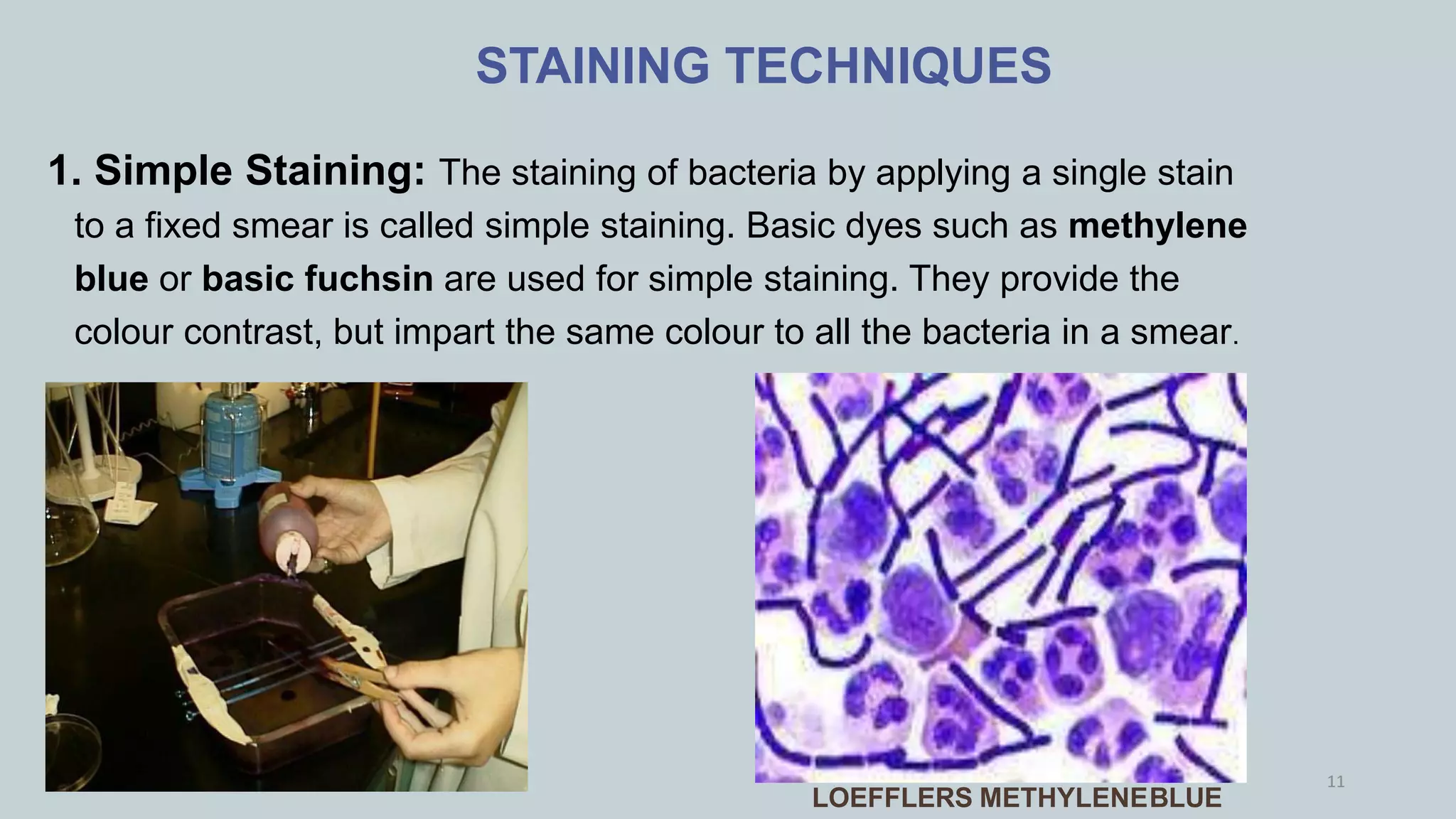 INTRODUCTION TO MICRO LAB, STAINING TECHNIQUES & MORPHOLOGY OF BACTERIA ...
