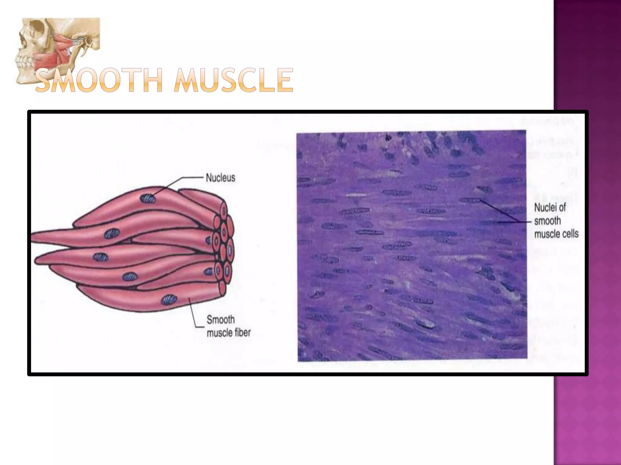 muscles of mastication and deglutition | PPT