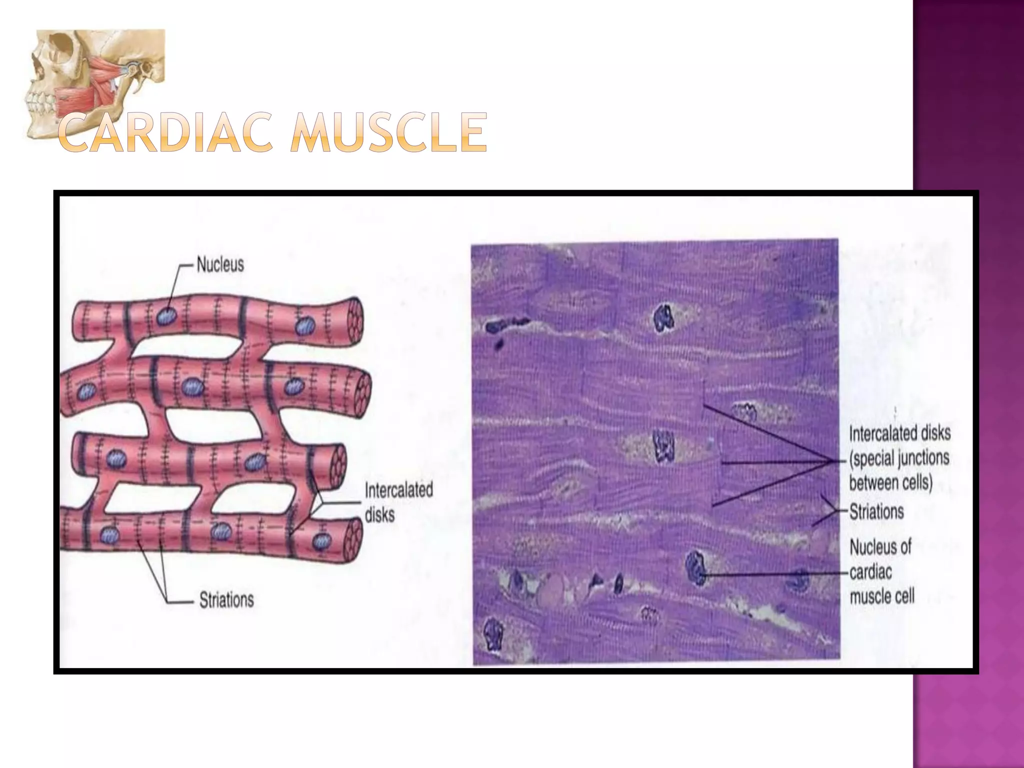 muscles of mastication and deglutition | PPT