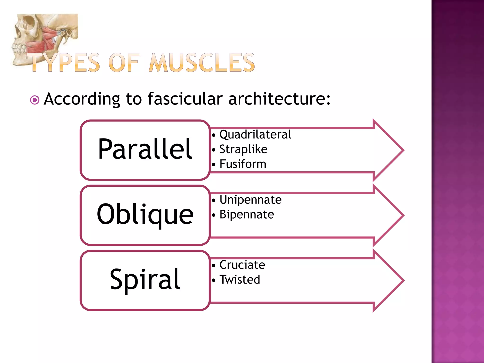 muscles of mastication and deglutition | PPT
