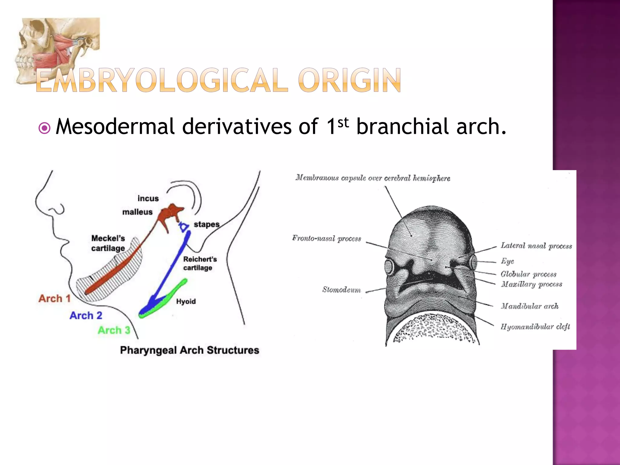 muscles of mastication and deglutition | PPT