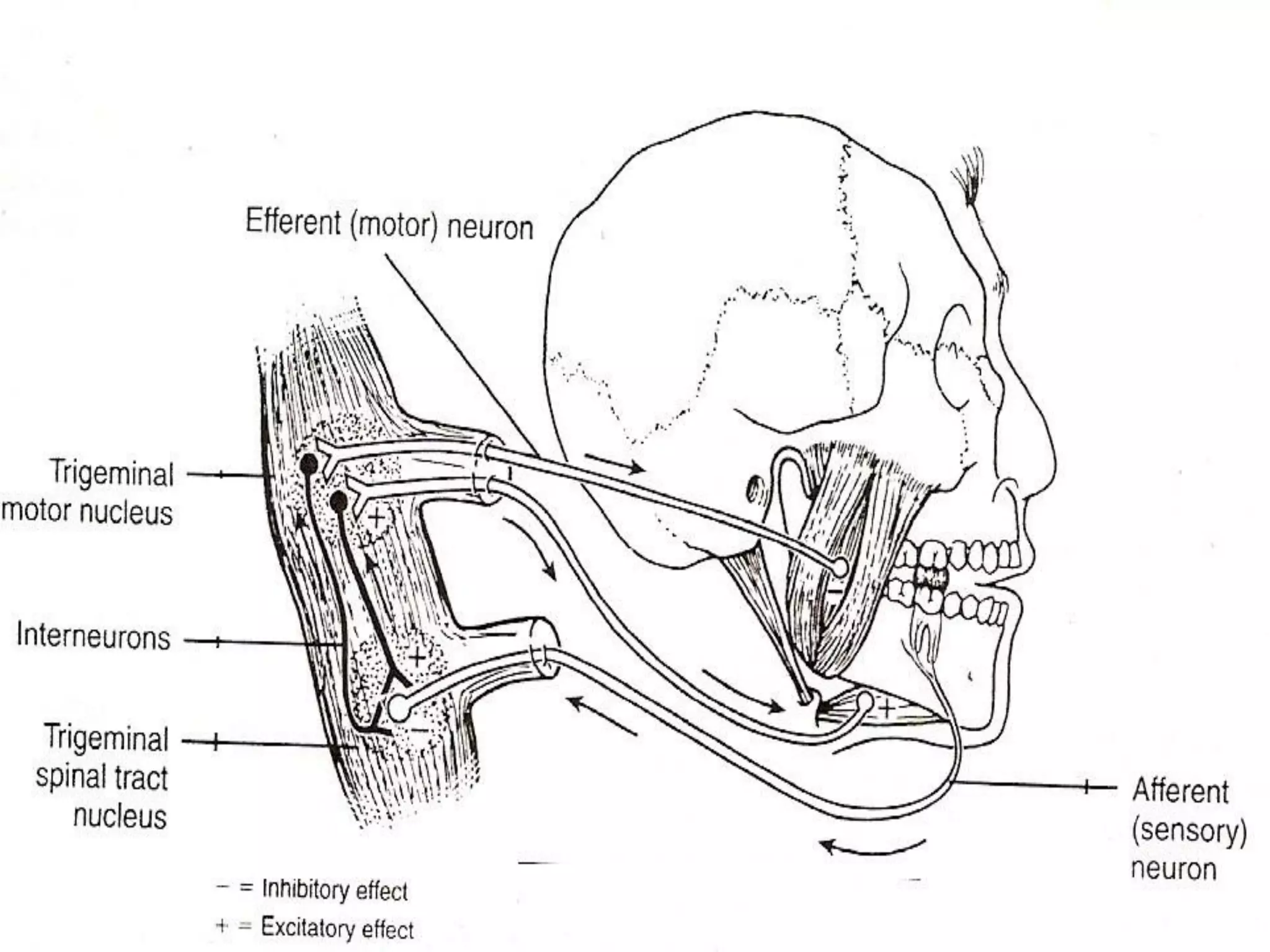 muscles of mastication and deglutition | PPT