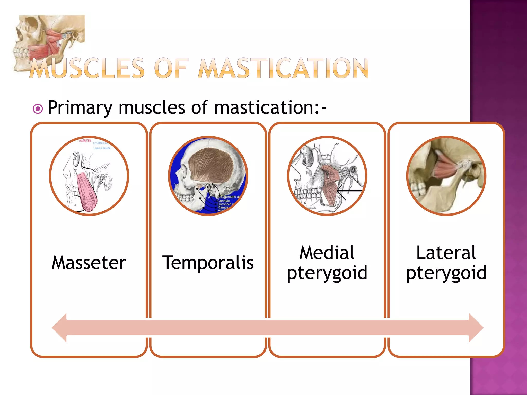 muscles of mastication and deglutition | PPT