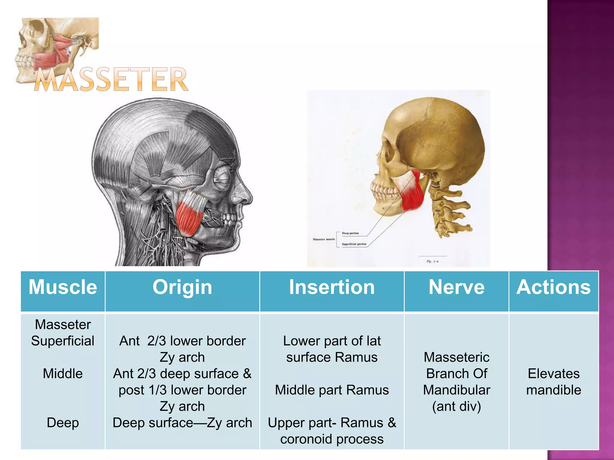 muscles of mastication and deglutition | PPT