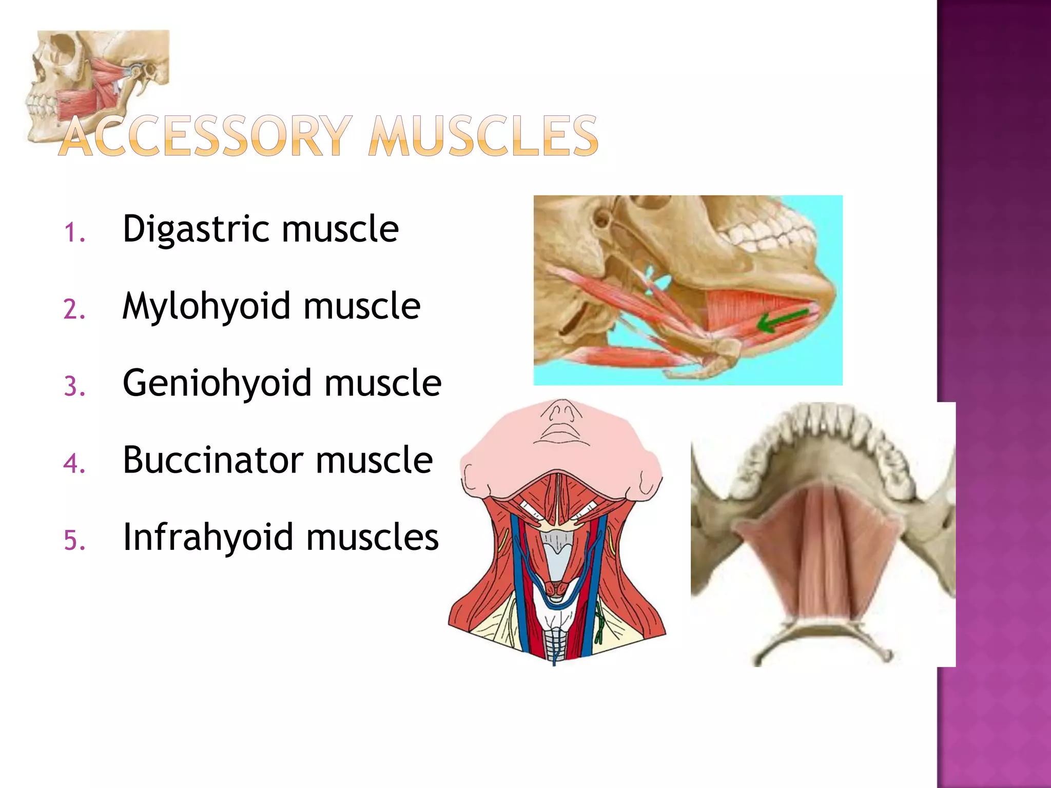 muscles of mastication and deglutition | PPT