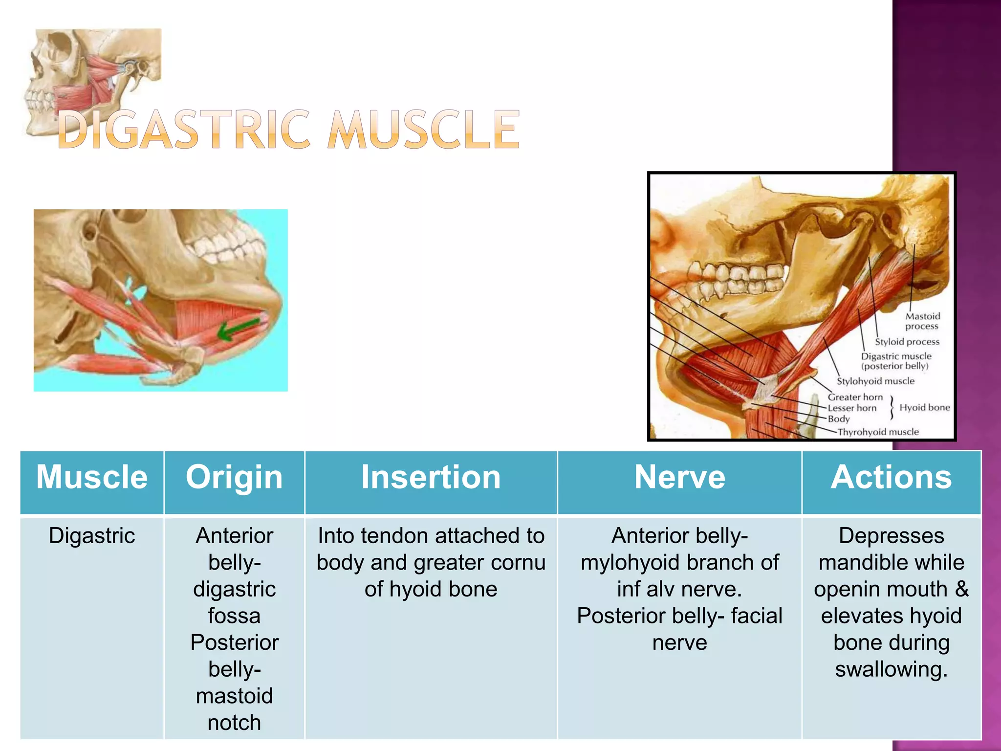 muscles of mastication and deglutition | PPT